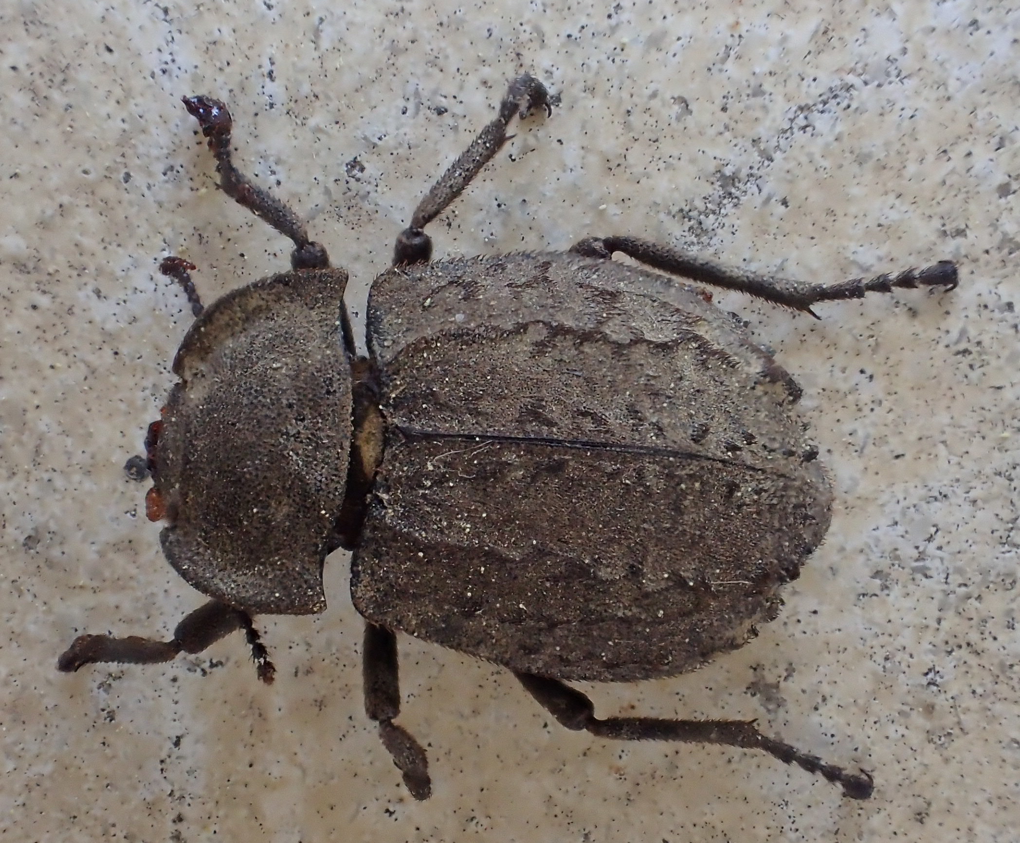 Un ténébrion endémique – Biodiversité du pays des Paillons