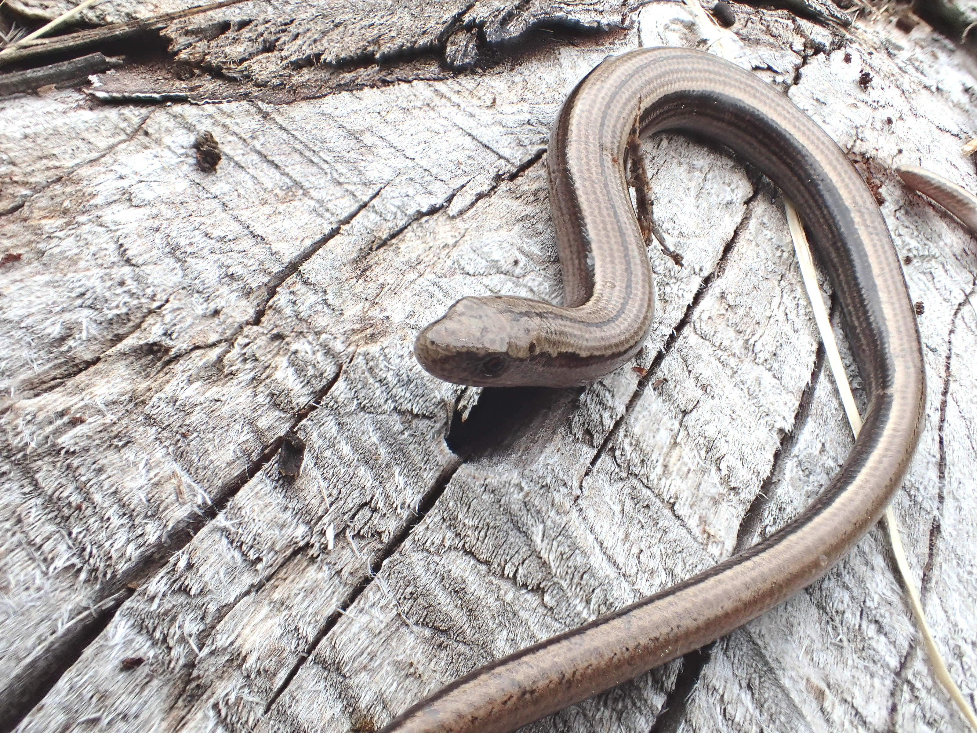 L’orvet – Biodiversité du pays des Paillons