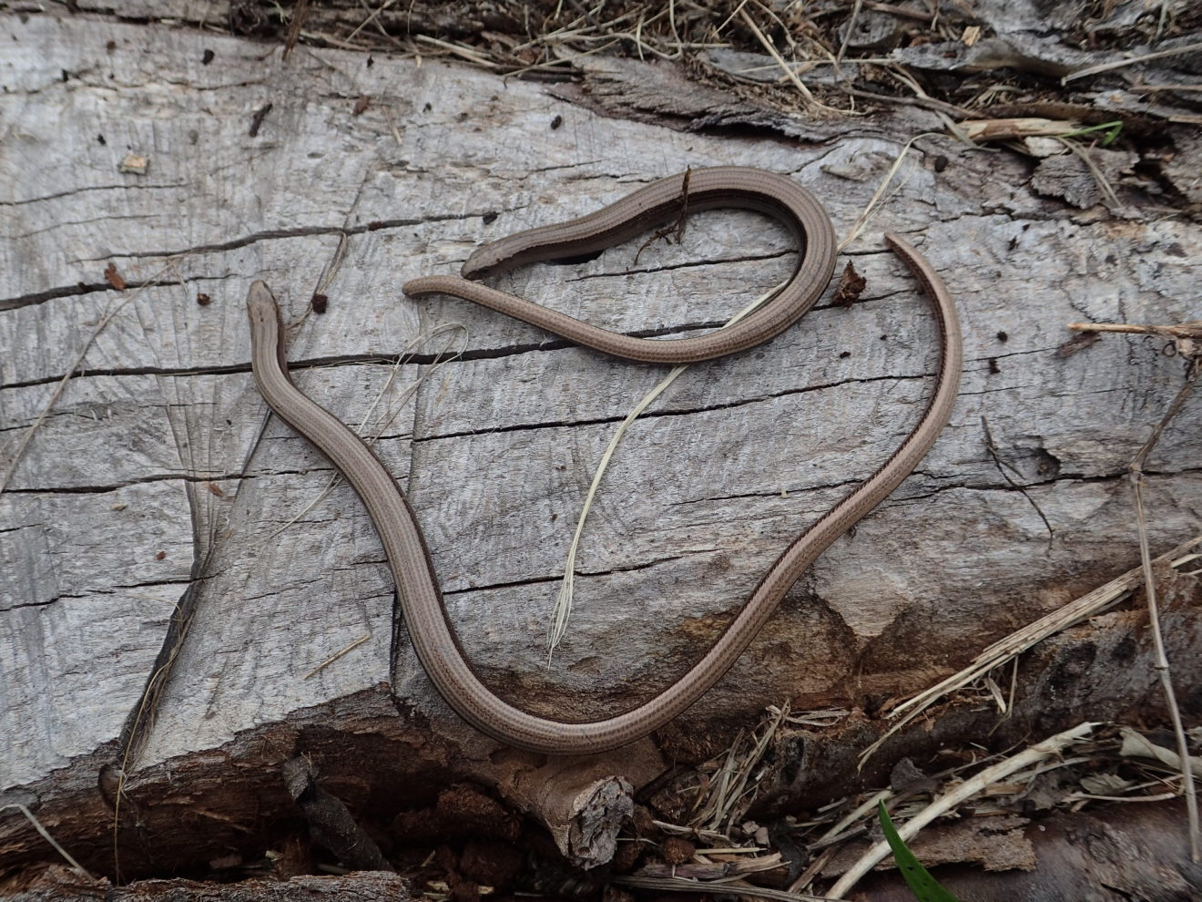 L’orvet – Biodiversité du pays des Paillons