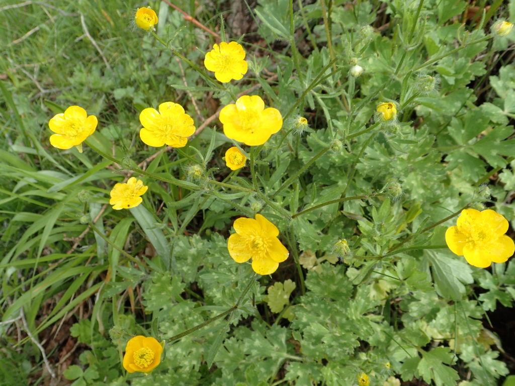 La renoncule sarde – Biodiversité du pays des Paillons