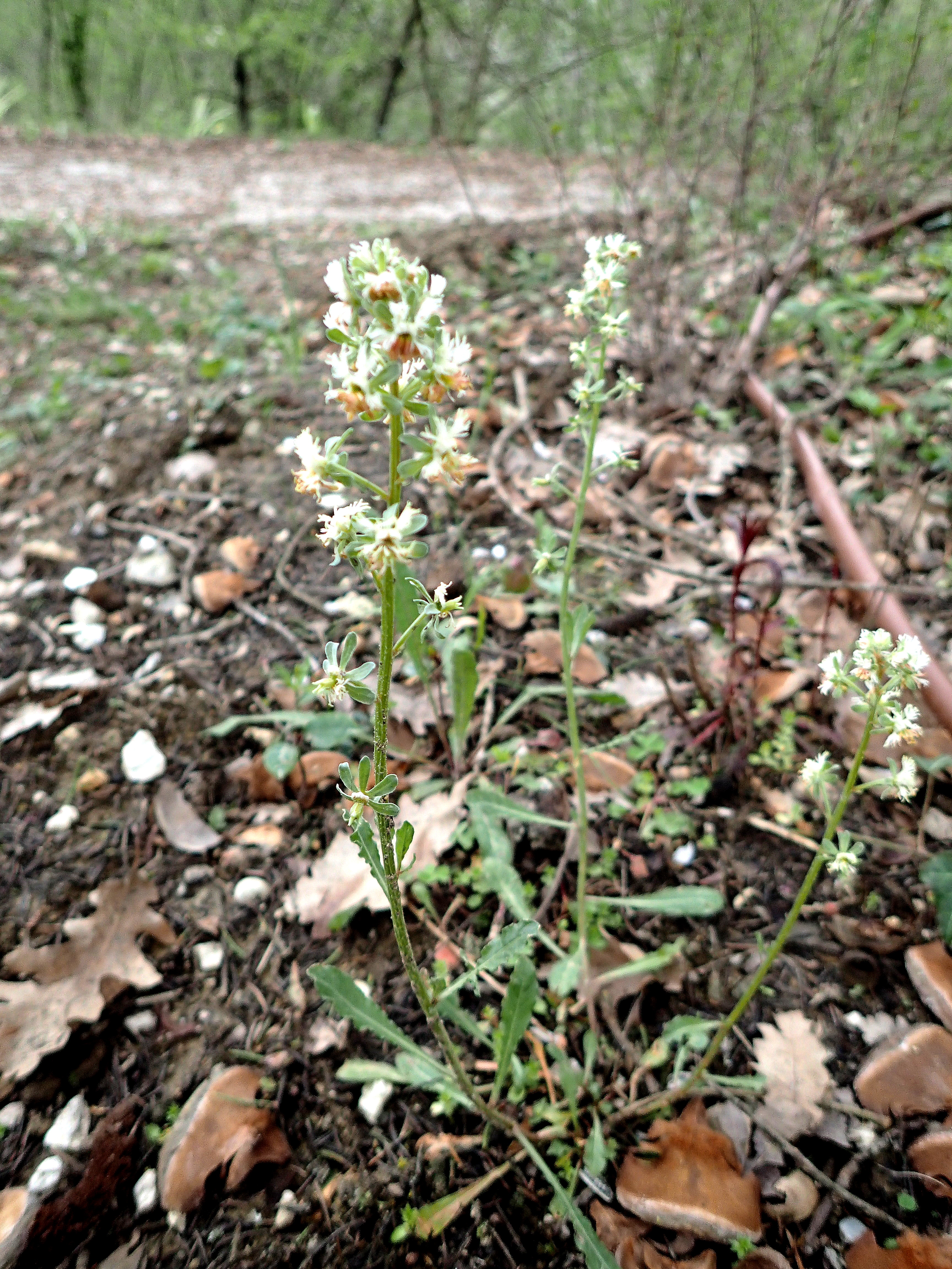 Le réséda raiponce – Biodiversité du pays des Paillons