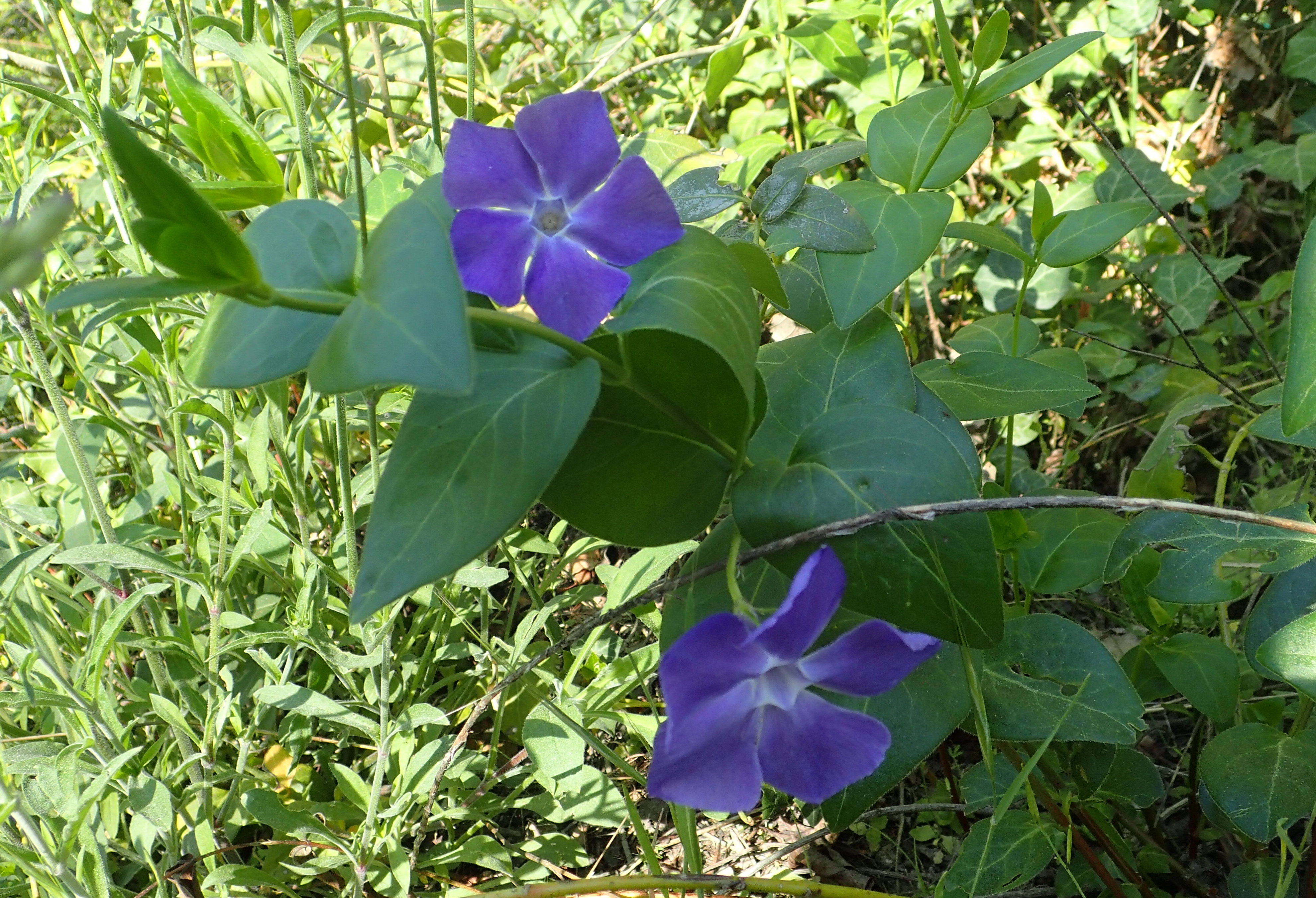 La grande pervenche – Biodiversité du pays des Paillons