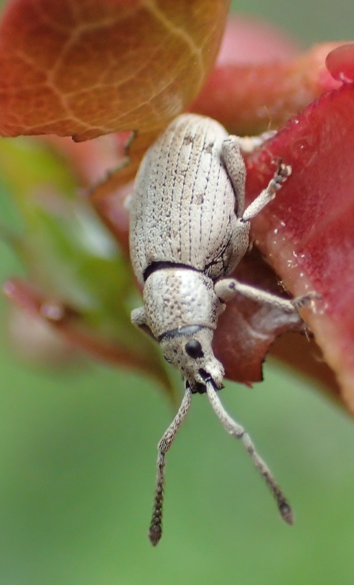 Un charançon très vorace – Biodiversité du pays des Paillons