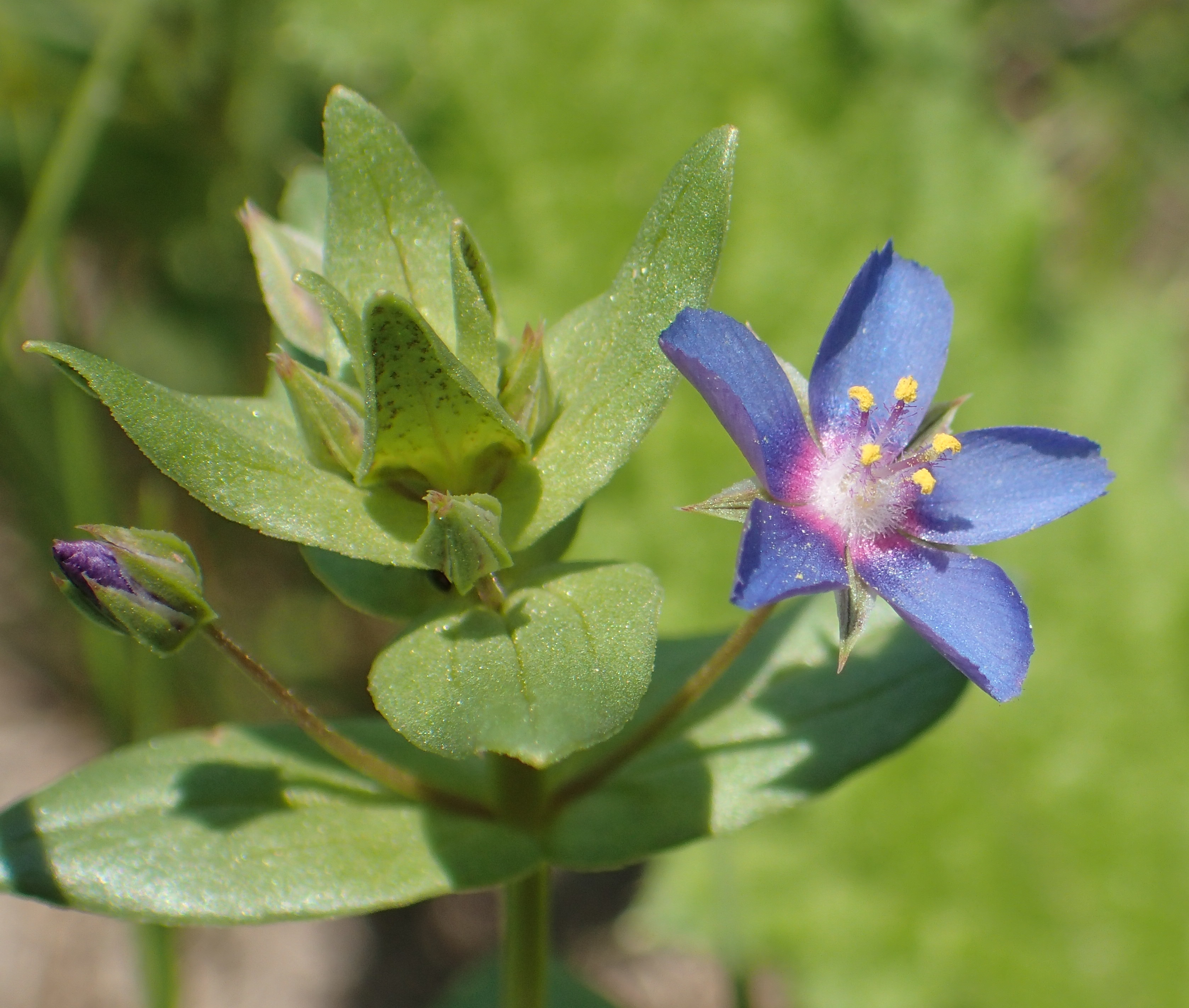 Le mouron rouge, ou bleu – Biodiversité du pays des Paillons