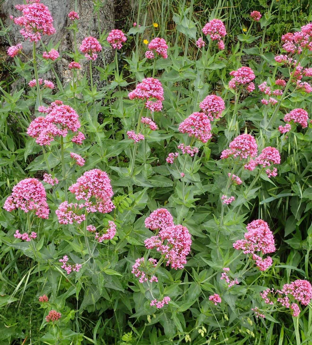 Centranthus ruber – Biodiversité du pays des Paillons