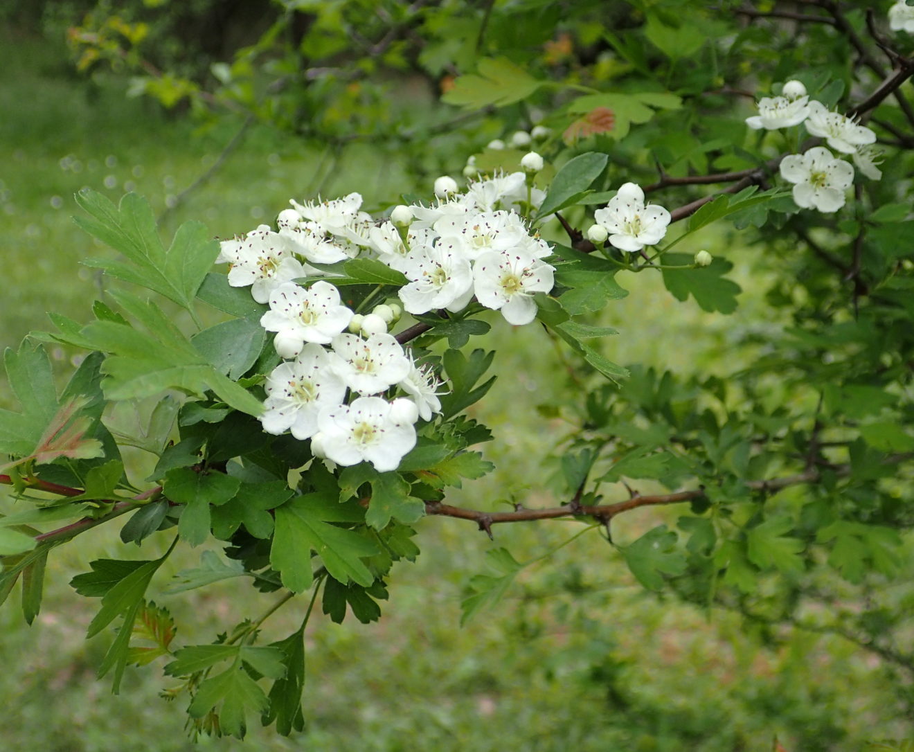 L’aubépine. – Biodiversité du pays des Paillons