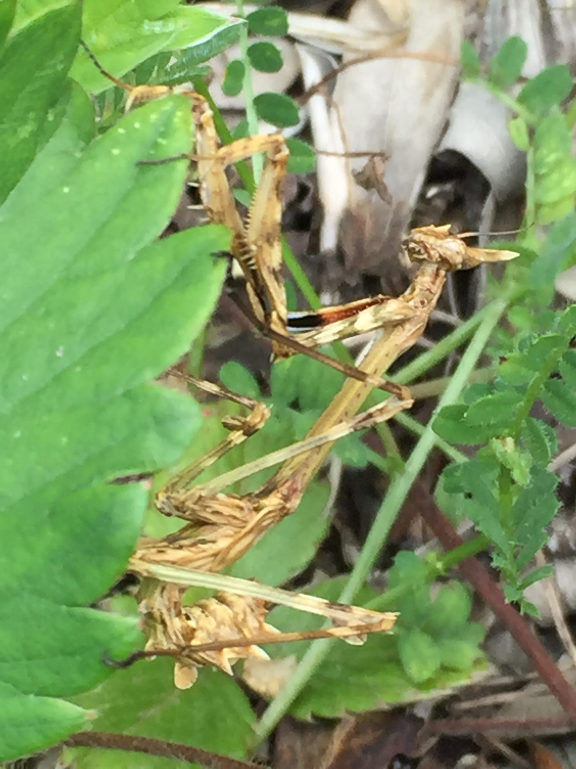 Le diablotin, et ce qu’il devient. – Biodiversité du pays des Paillons