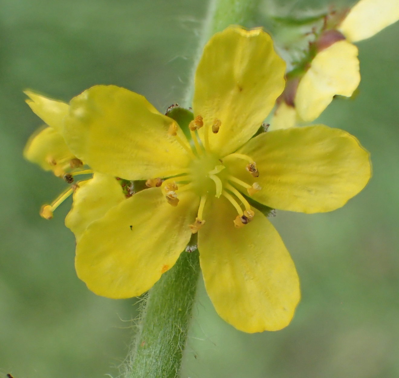 L’aigremoine eupatoire – Biodiversité du pays des Paillons