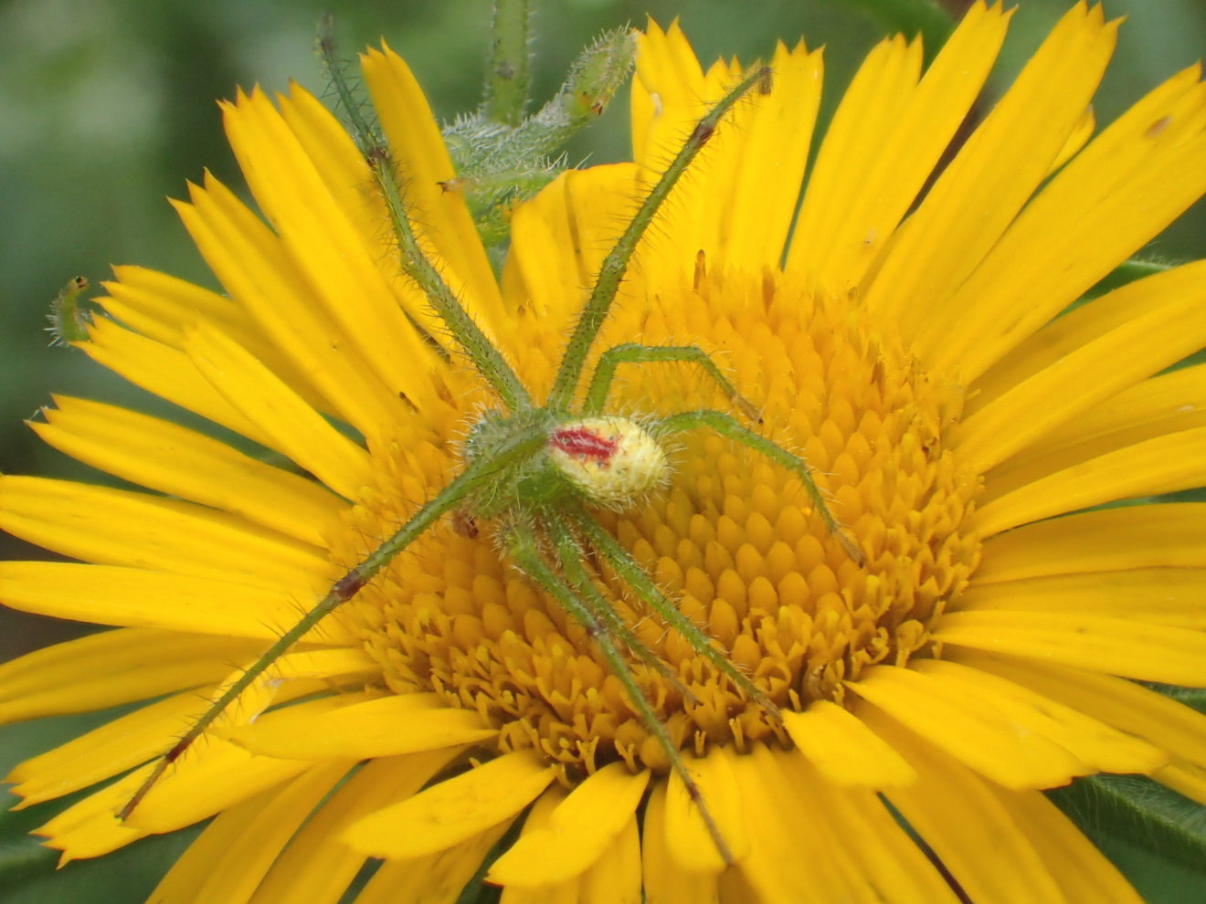 Une araignée-crabe verte et jaune (et un peu rouge) – Biodiversité du ...