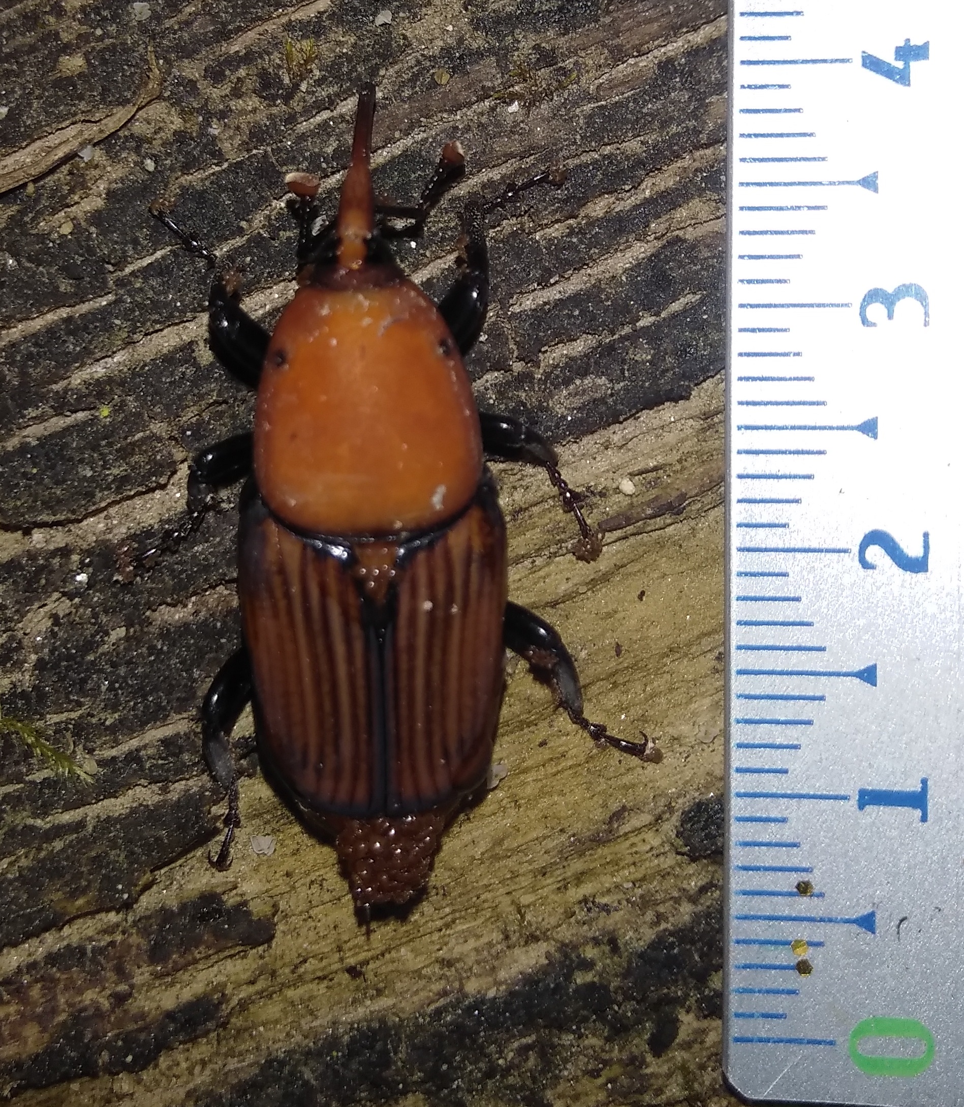 Charançon rouge du palmier? – Biodiversité du pays des Paillons