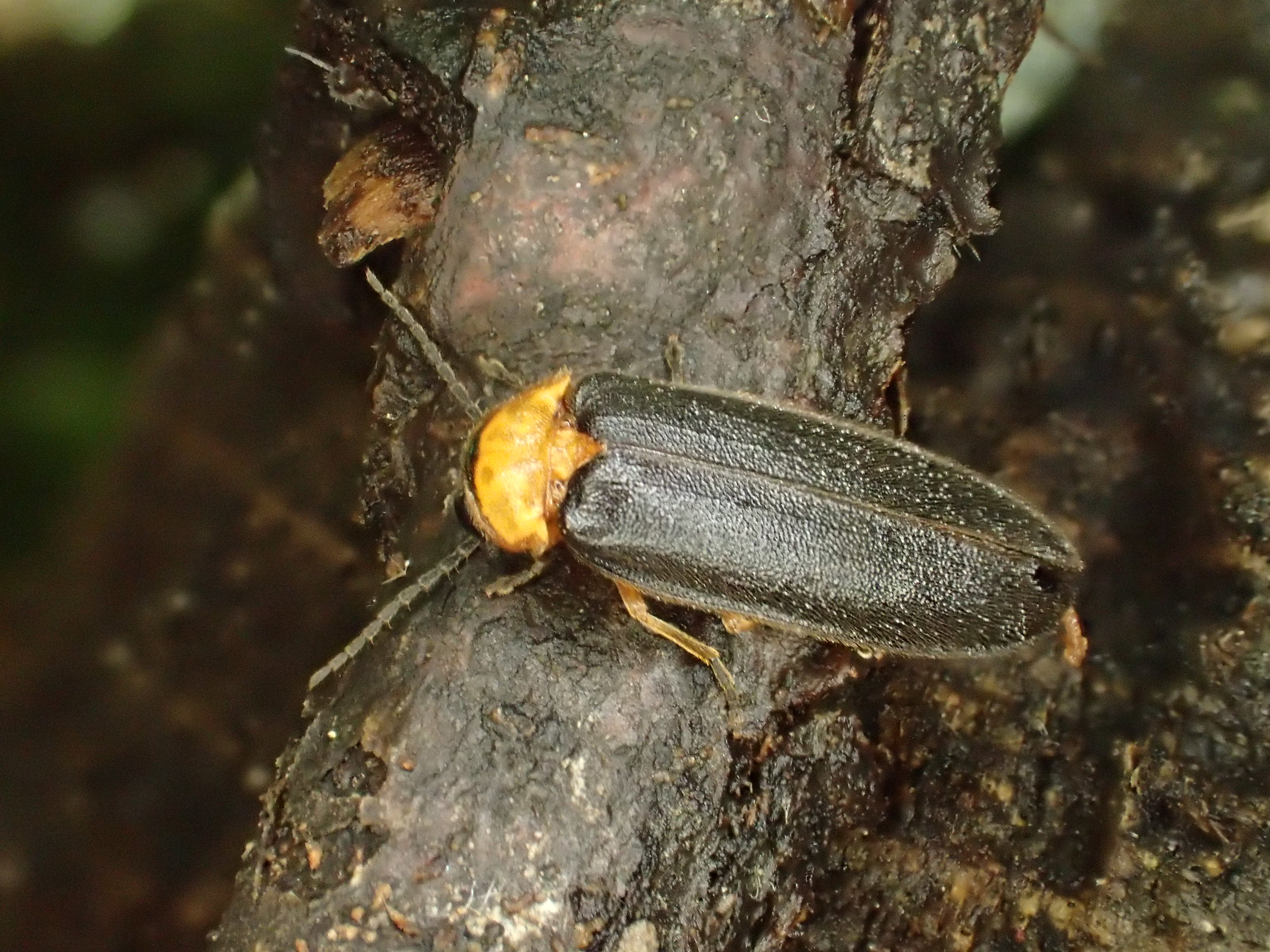 Les lucioles sont de retour – Biodiversité du pays des Paillons
