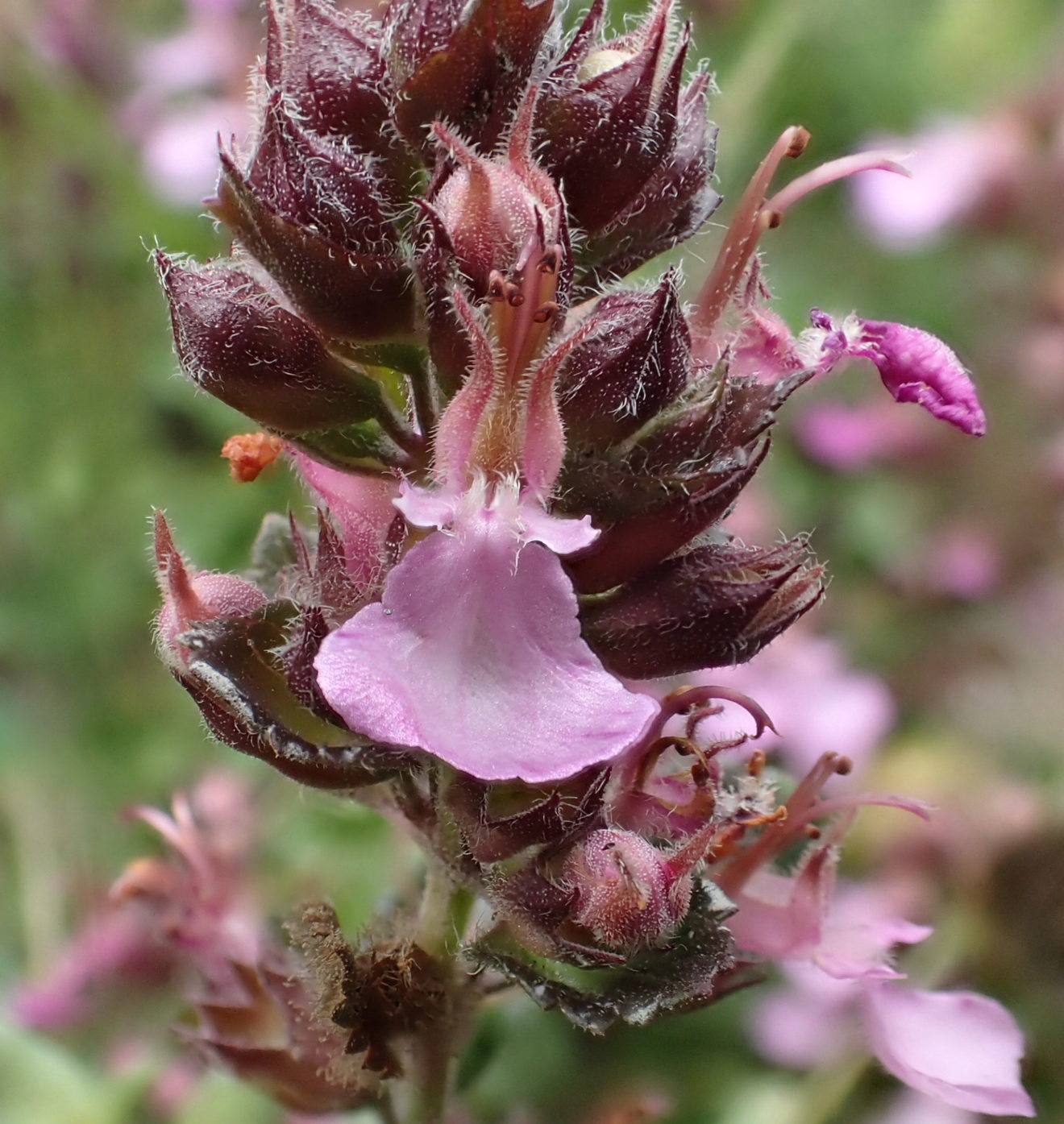 La germandrée petit chêne – Biodiversité du pays des Paillons