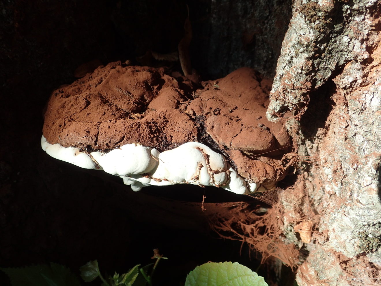 Le Ganoderme plat – Biodiversité du pays des Paillons