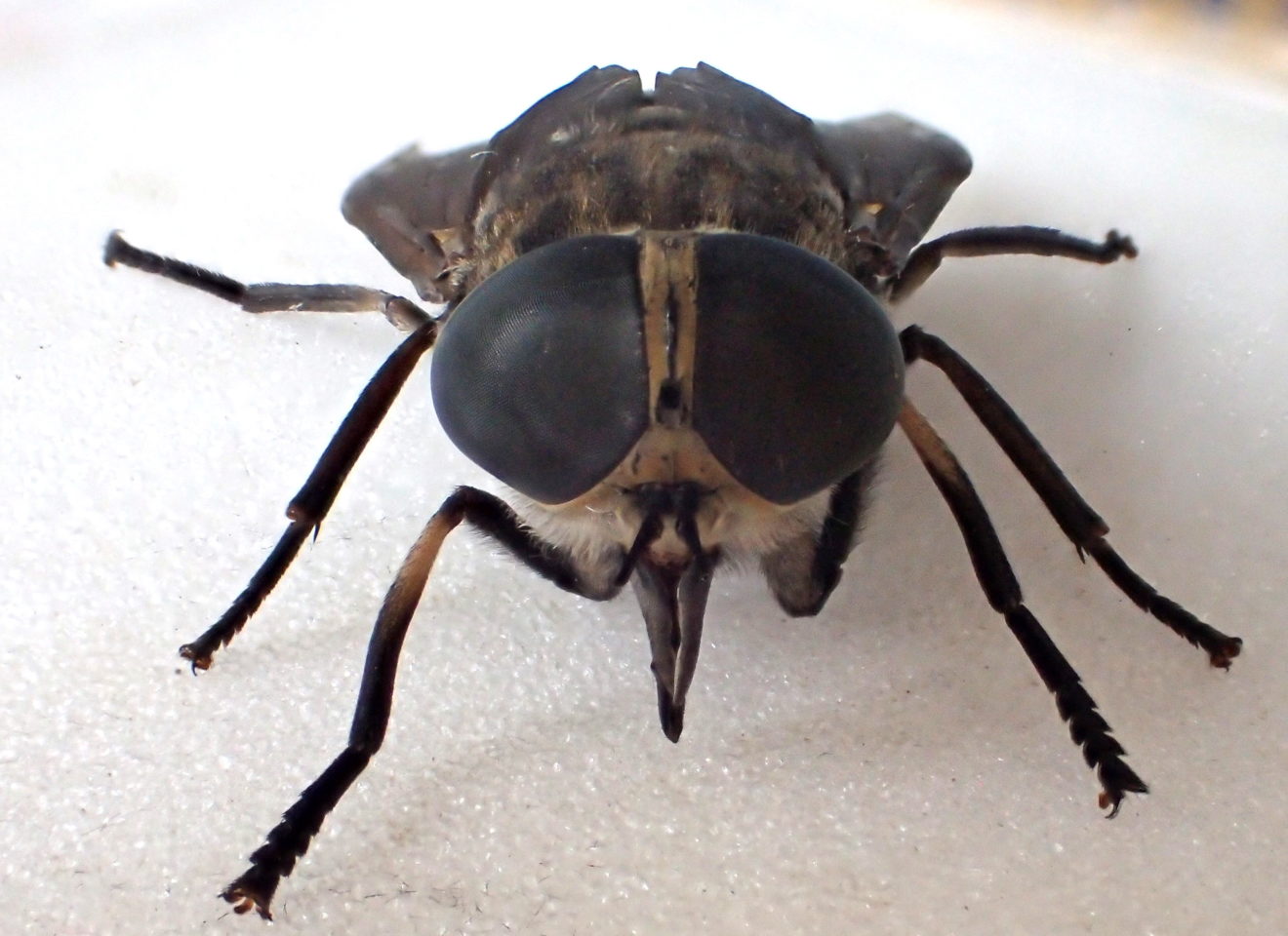 Le taon noir – Biodiversité du pays des Paillons