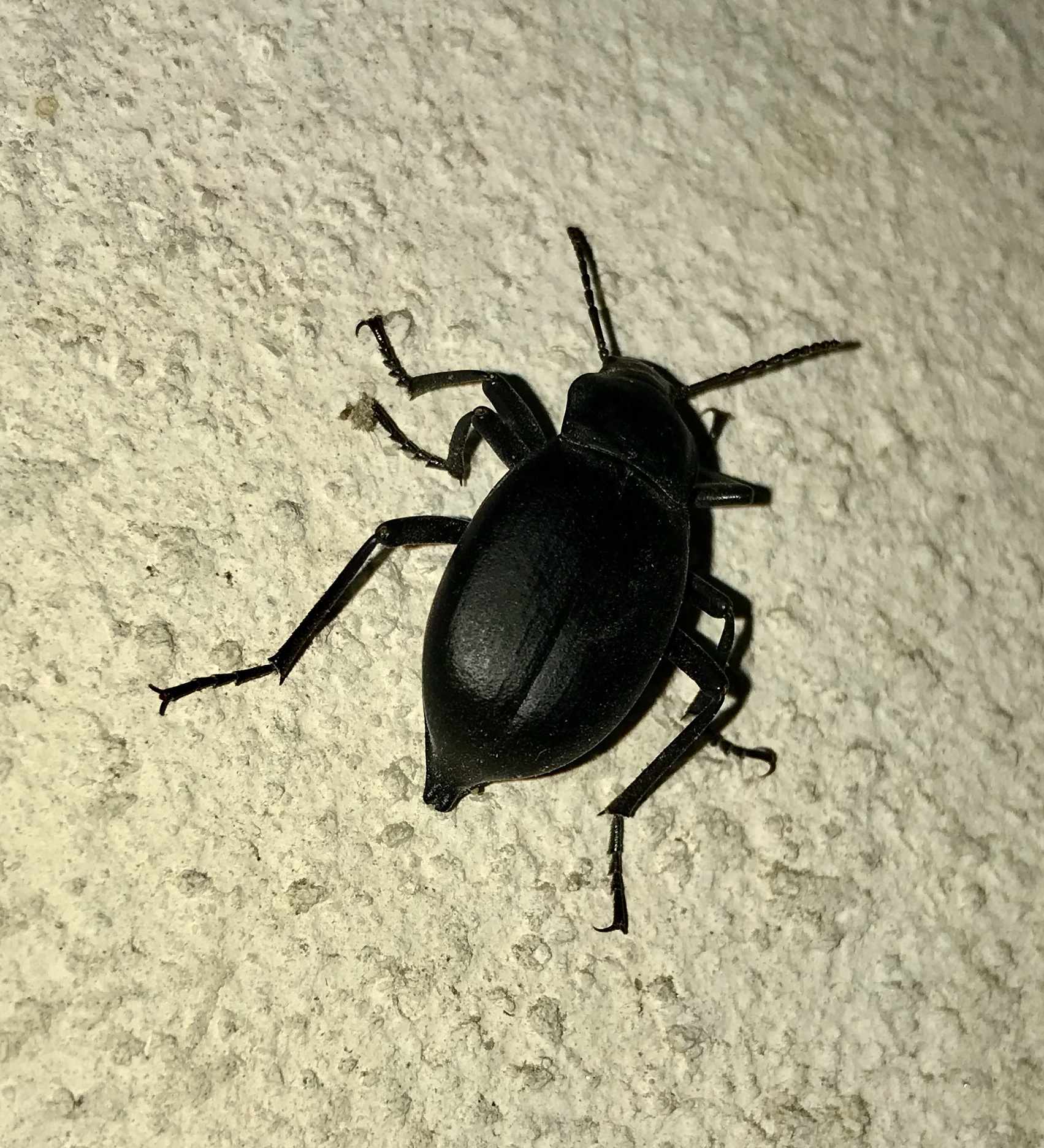 Le scarabée funèbre – Biodiversité du pays des Paillons