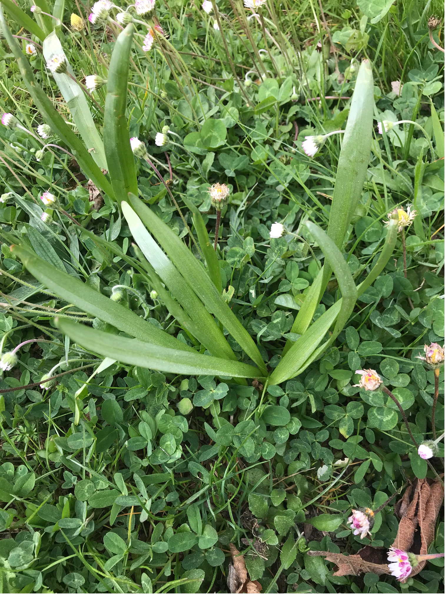 Colchiques dans les prés… – Biodiversité du pays des Paillons