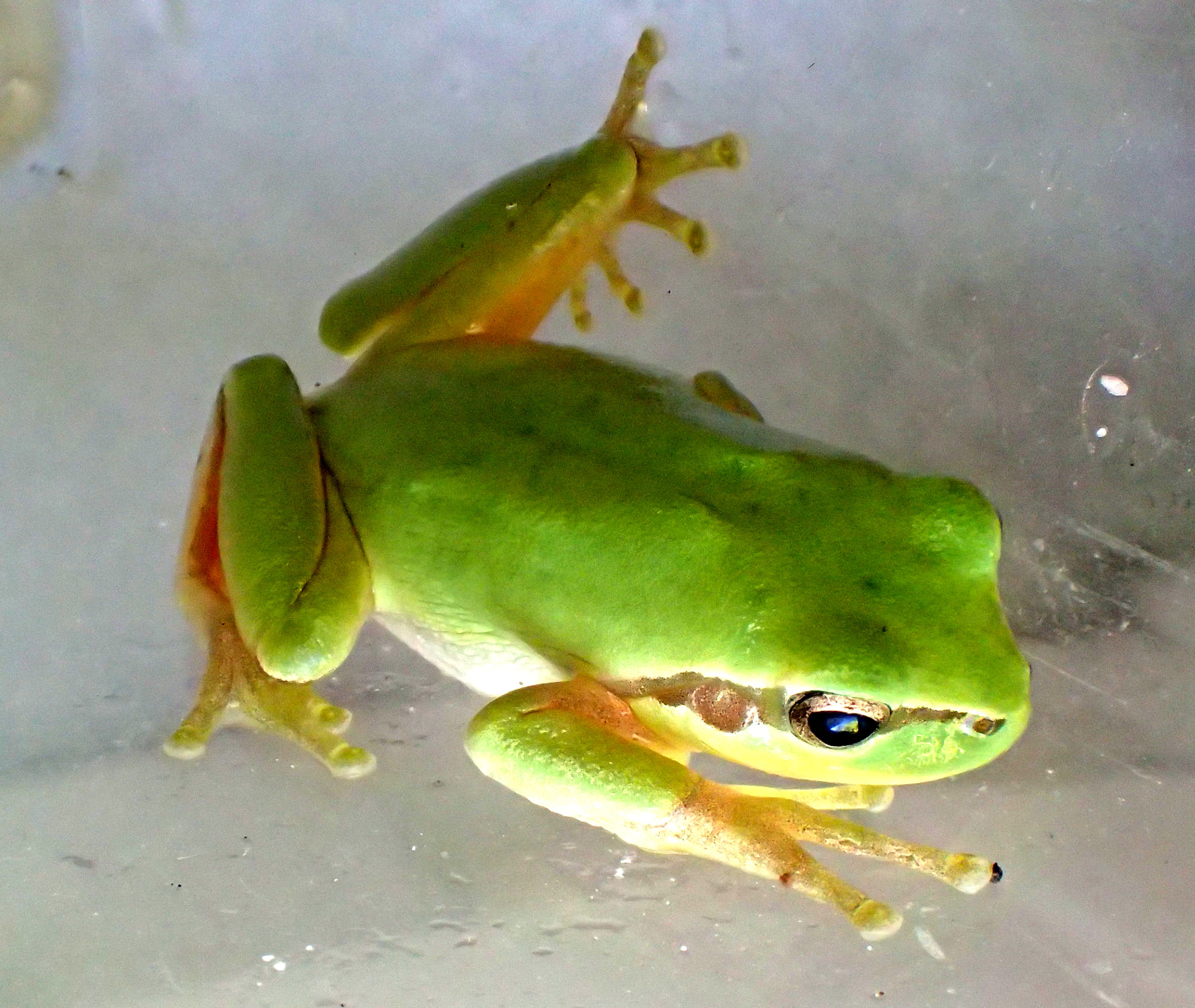 La rainette méridionale – Biodiversité du pays des Paillons