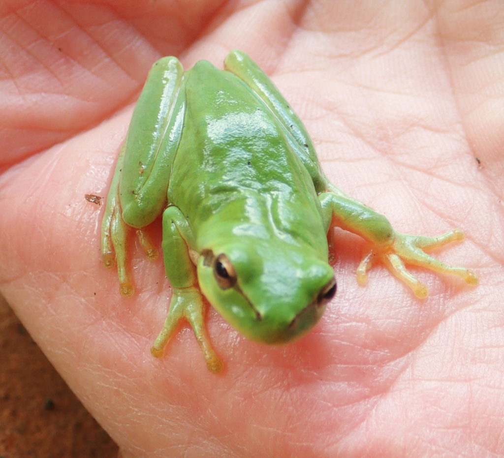La rainette méridionale – Biodiversité du pays des Paillons