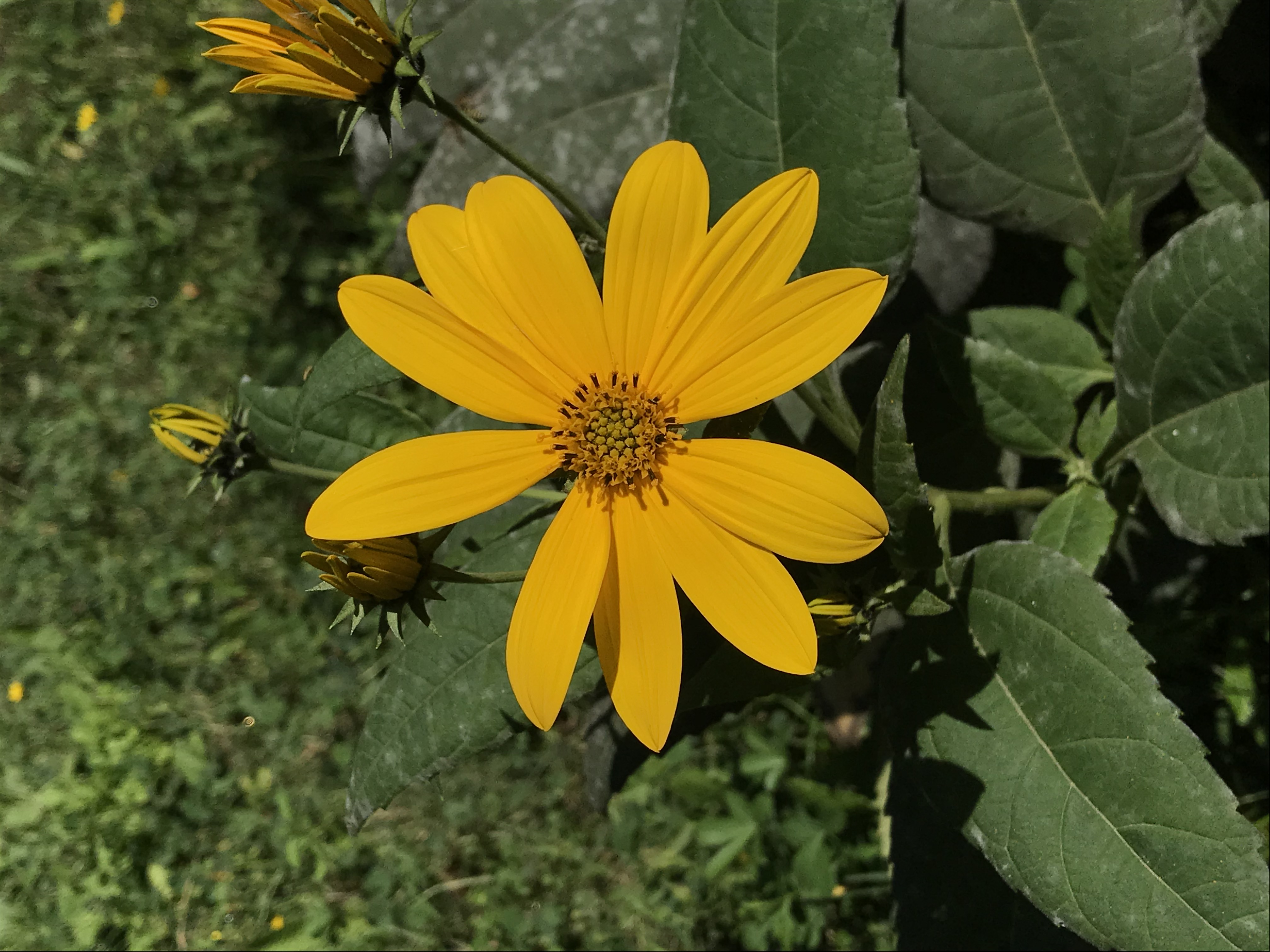 Le topinambour – Biodiversité du pays des Paillons