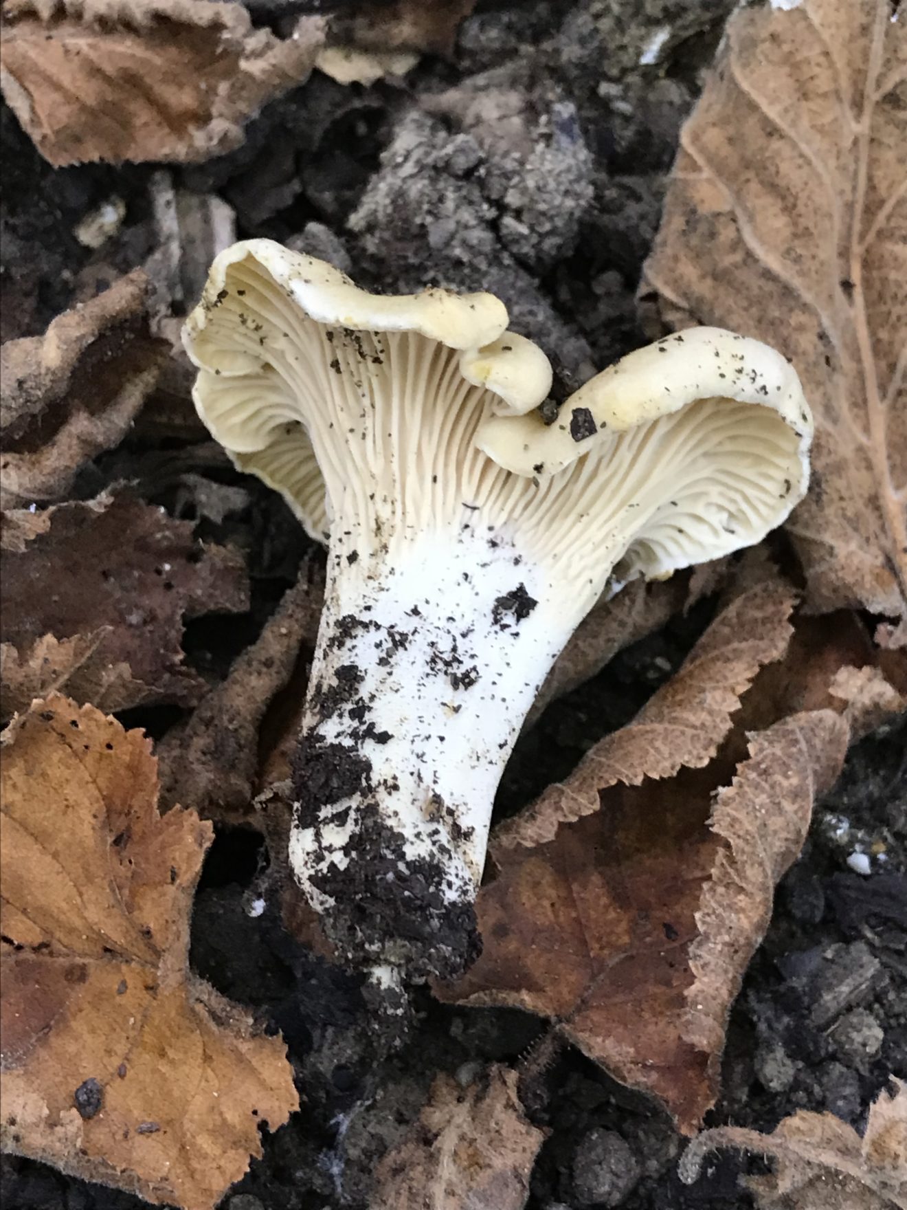 Une girolle – Biodiversité du pays des Paillons