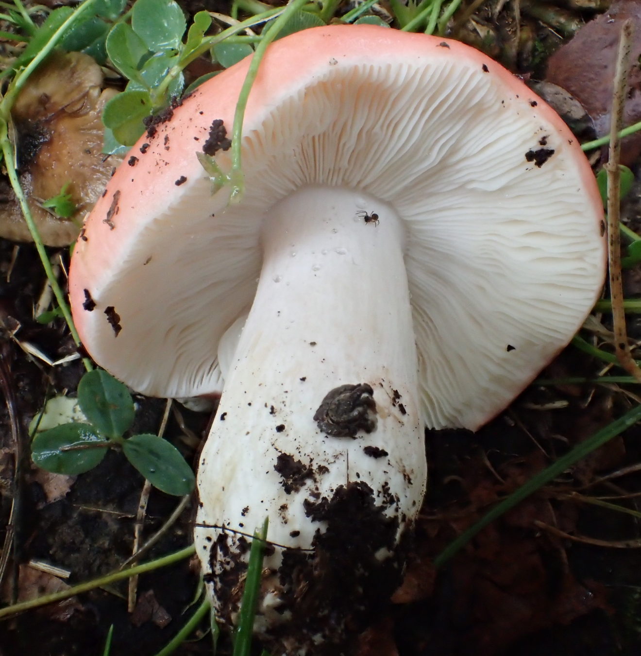 La russule jolie – Biodiversité du pays des Paillons