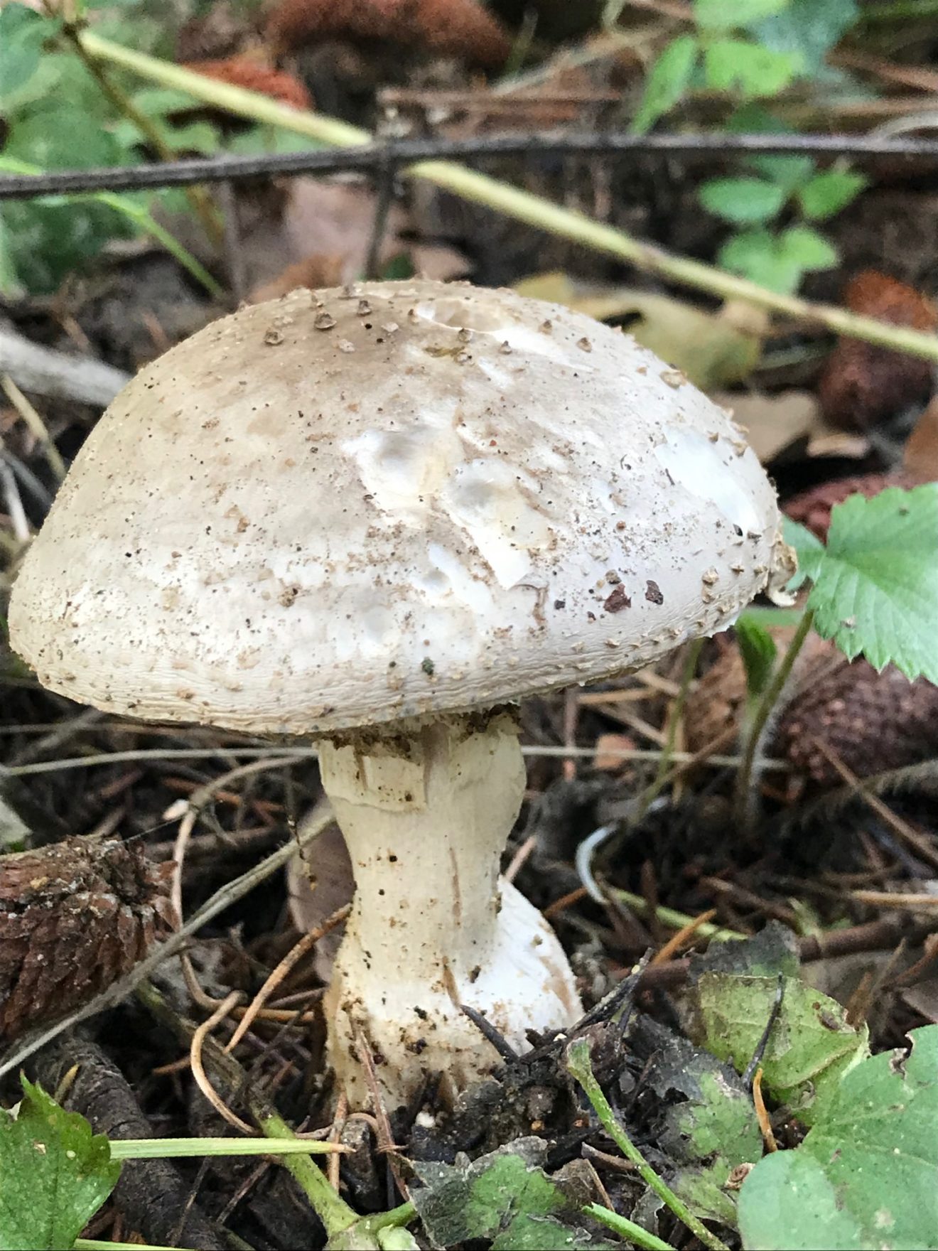 Une autre amanite blanche – Biodiversité du pays des Paillons