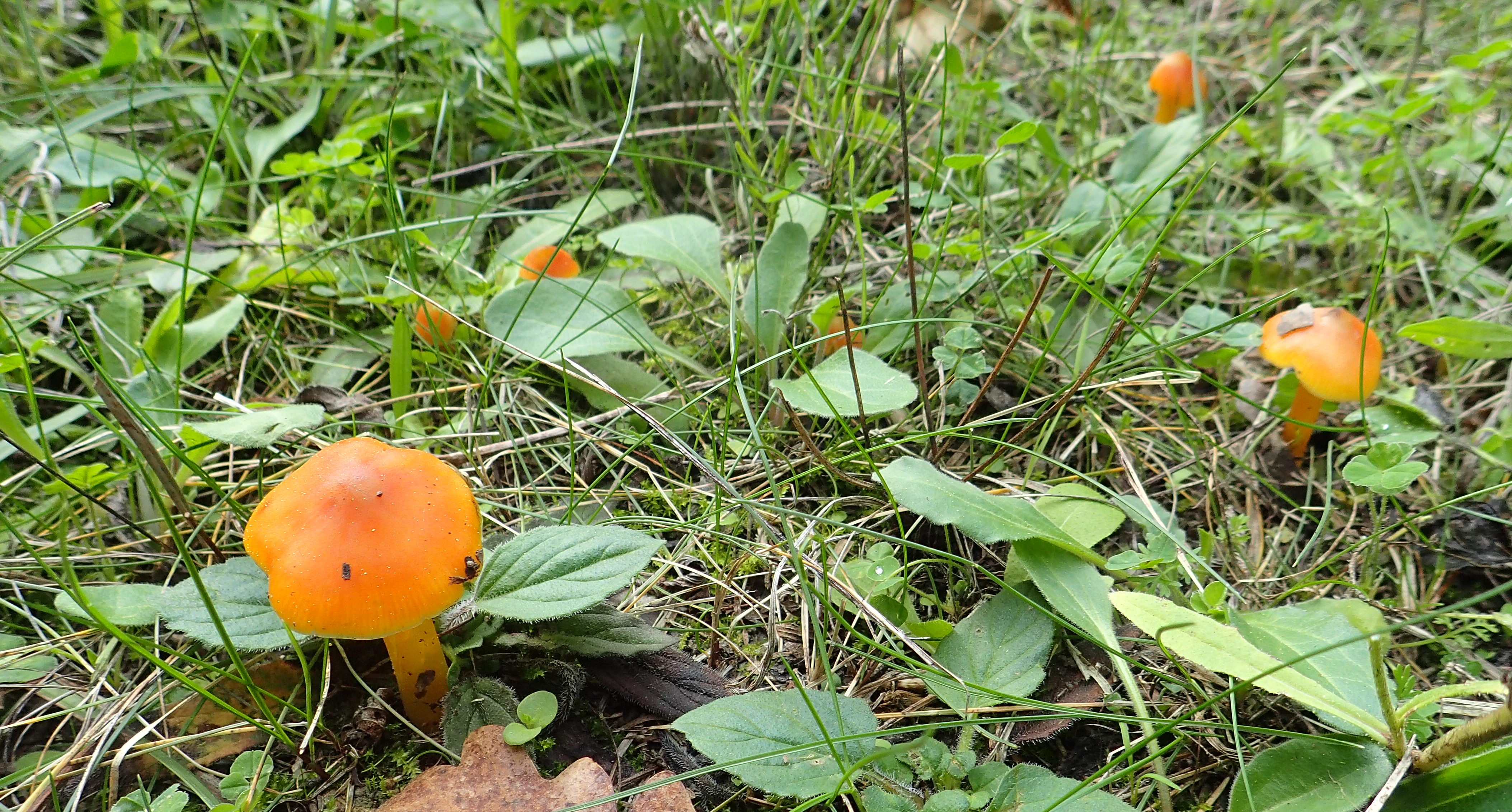 L’hygrophore conique – Biodiversité du pays des Paillons