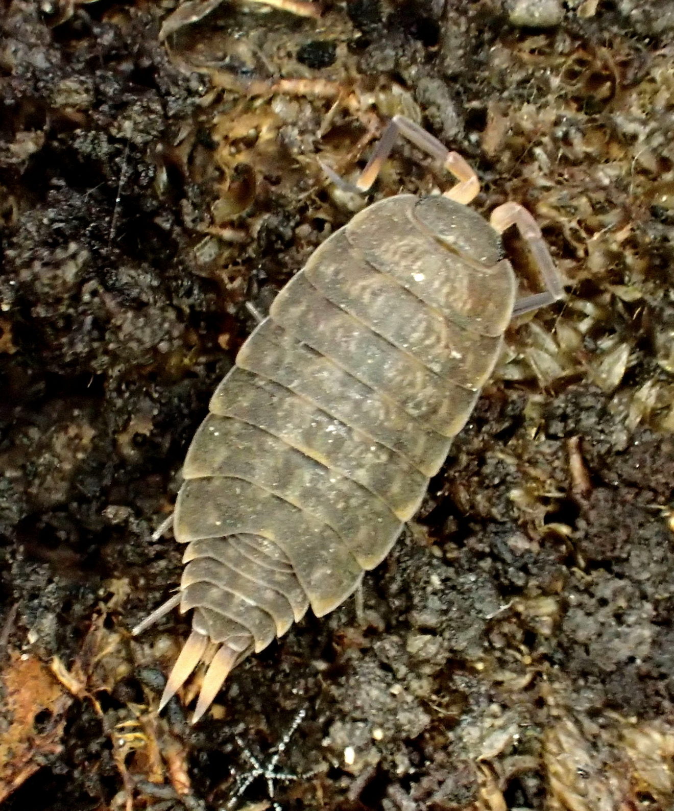 Un cloporte en hiver – Biodiversité du pays des Paillons