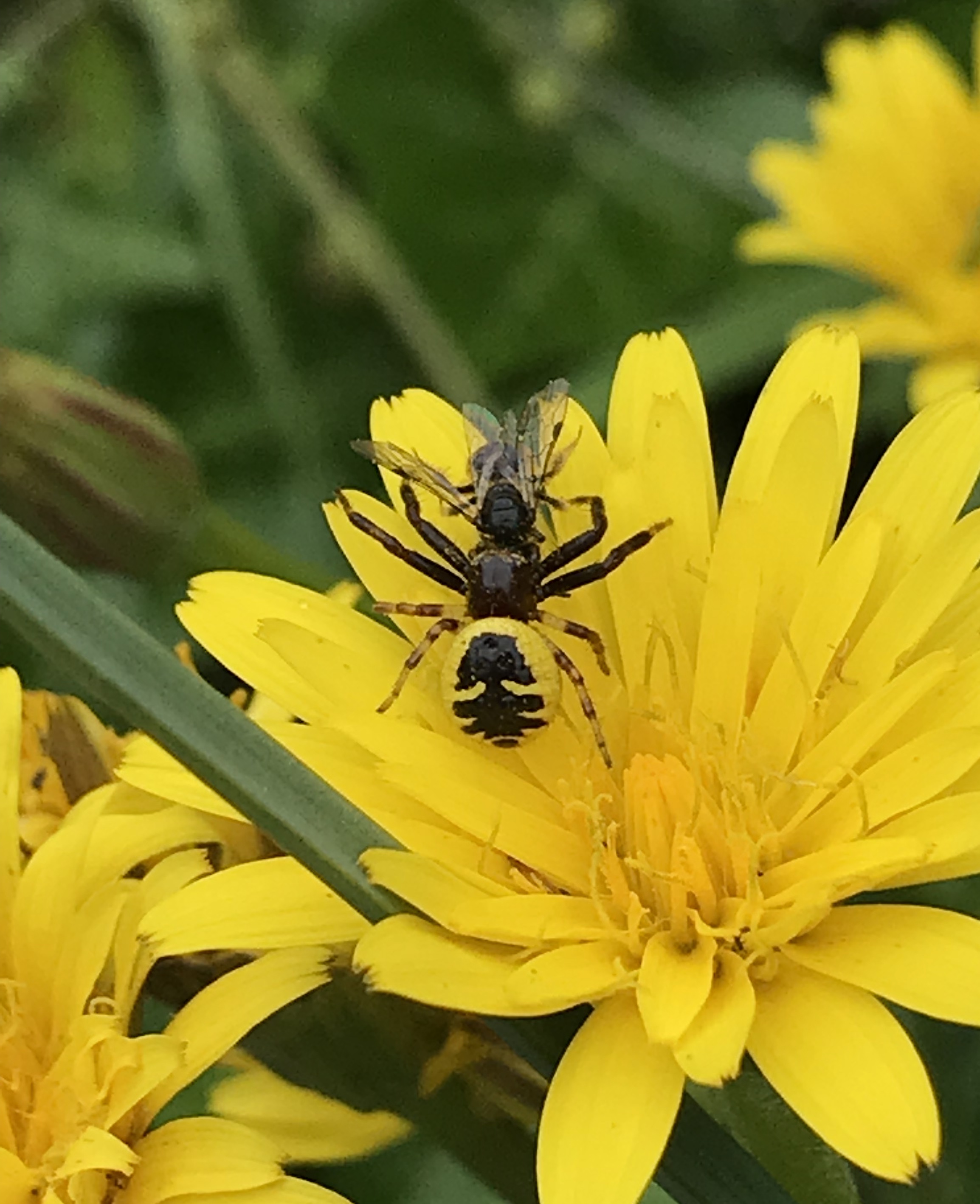 Une araignée-crabe jaune et noire – Biodiversité du pays des Paillons