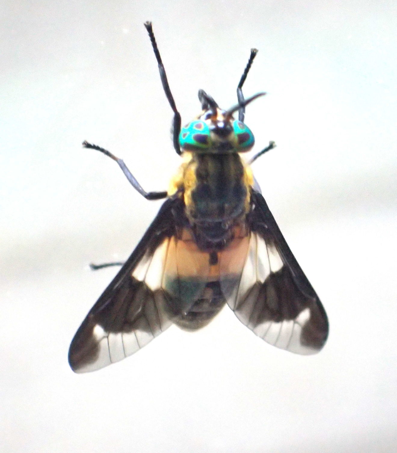 Une jolie mouche…qui pique – Biodiversité du pays des Paillons