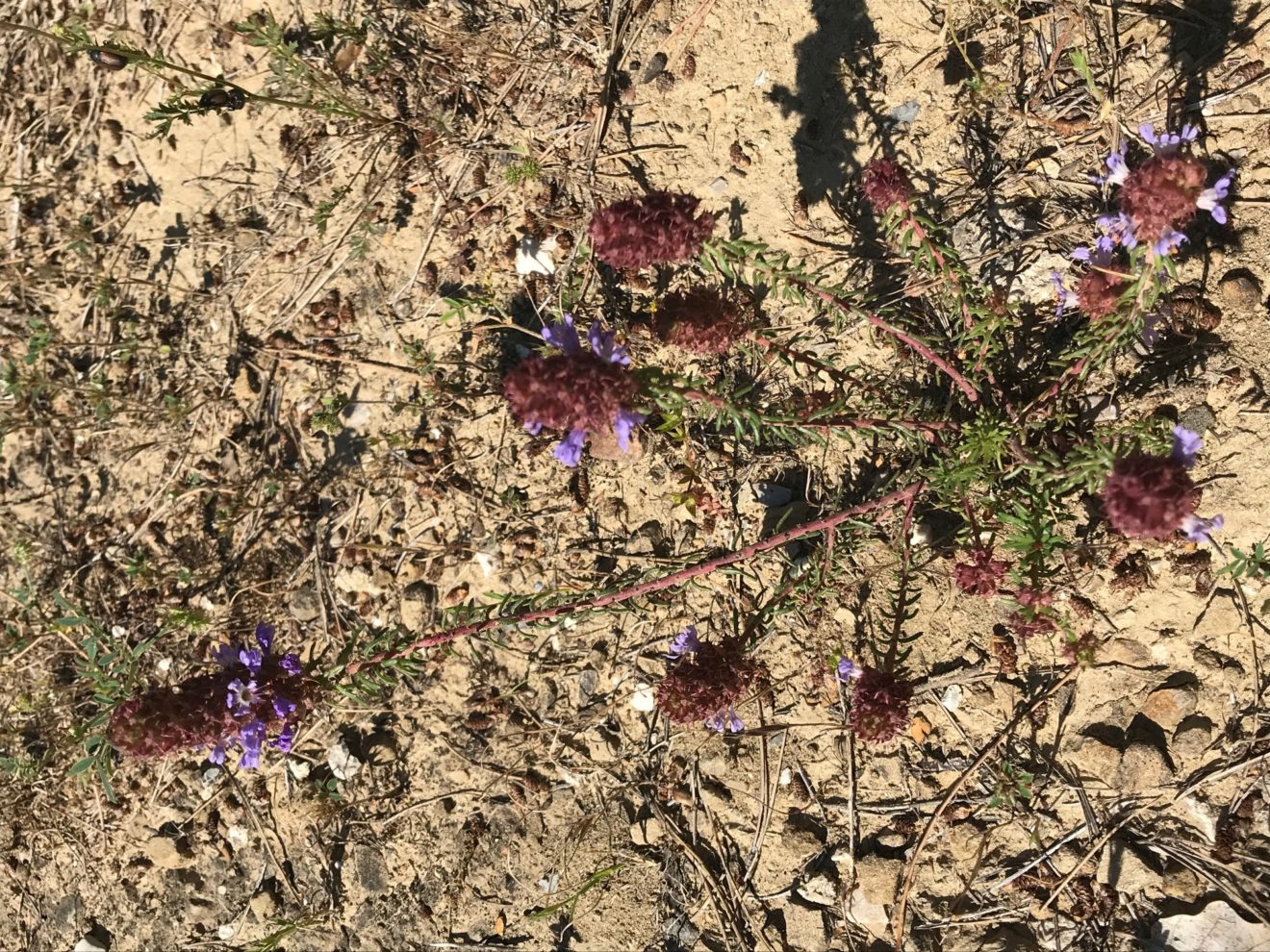 Le Coris de Montpellier – Biodiversité du pays des Paillons