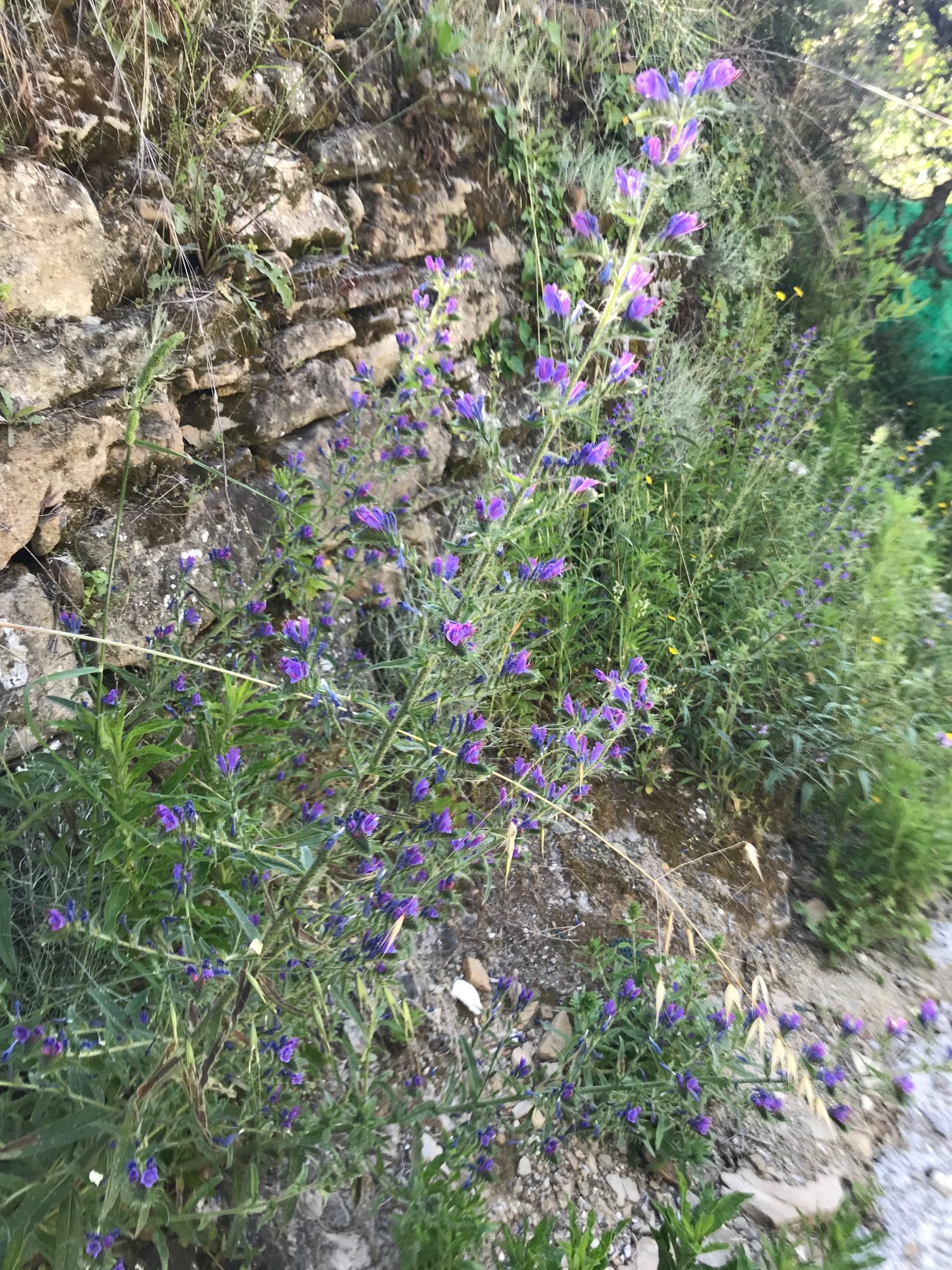 La vipérine commune – Biodiversité du pays des Paillons