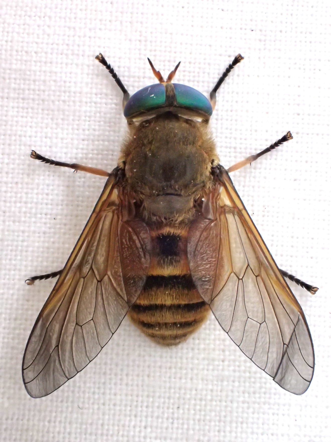 Un taon grec aux yeux verts – Biodiversité du pays des Paillons